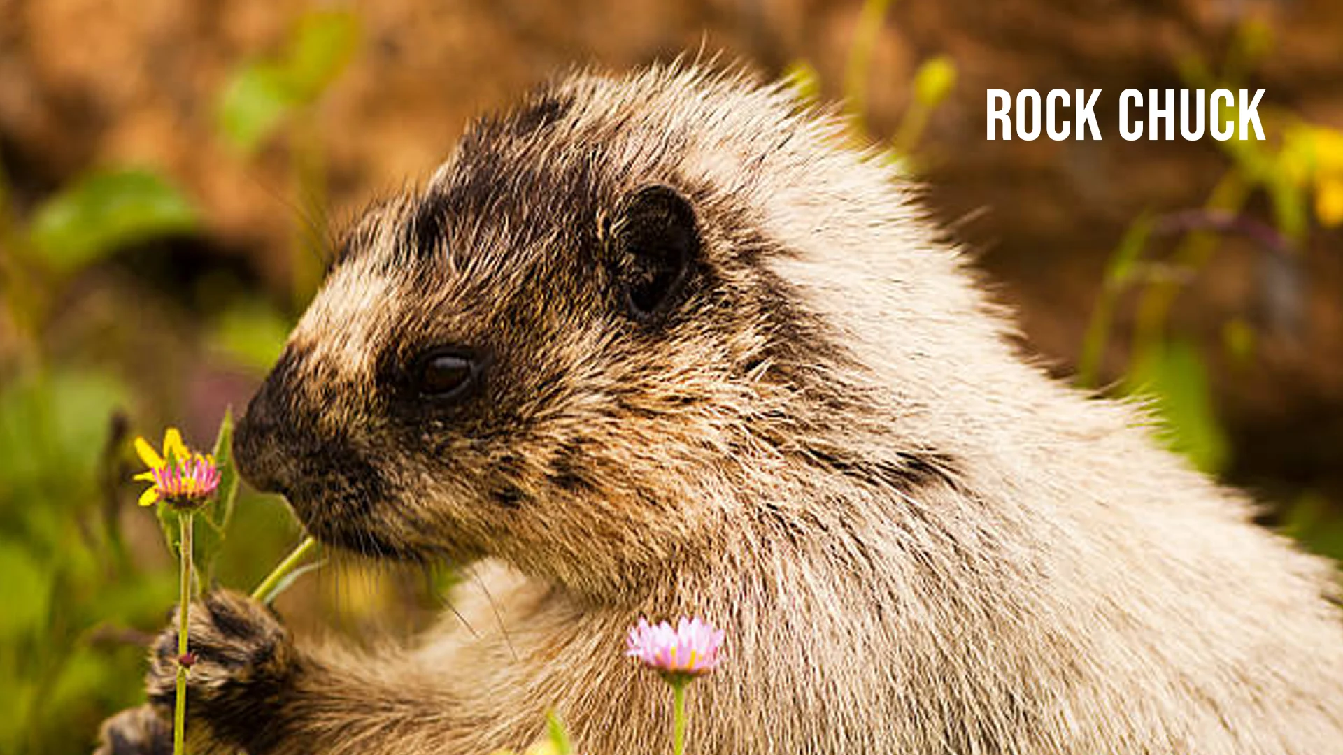 Unveiling The Rock Chuck: Nature's Resilient Survivor