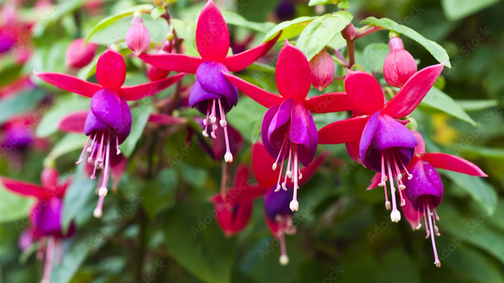 Fuscia: Your Complete Guide To This Stunning Shade