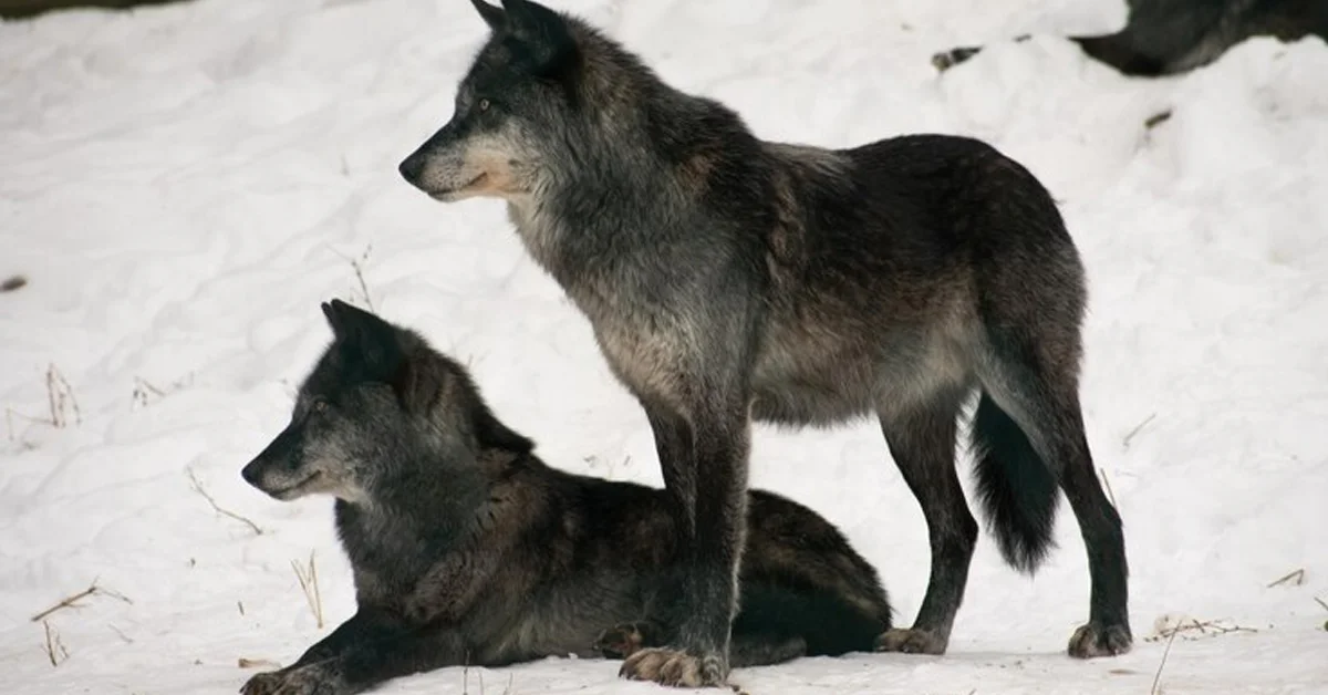 The Majestic British Columbian Wolves: Conservation And Survival