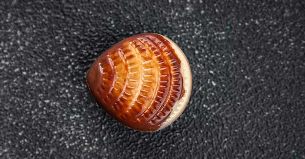 Why Scotch Bonnet Shell Are A Must-Have For Collectors