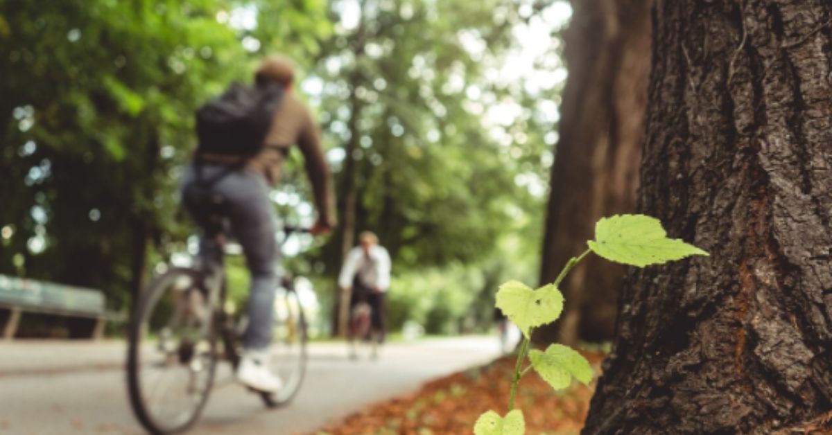 How to Keep Trees Healthy and Safe in Urban Spaces - classprayer